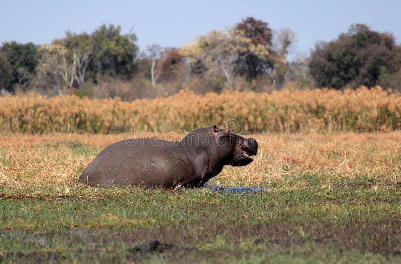 Wild Hippopotamus in Waterhole, Mahango Game Park Stock Image - Image ...
