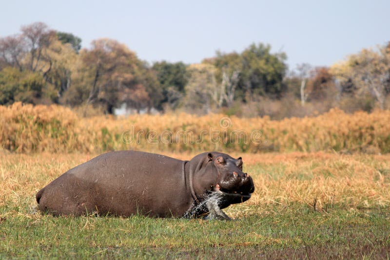 Wild Hippopotamus in Waterhole, Mahango Game Park Stock Photo - Image ...