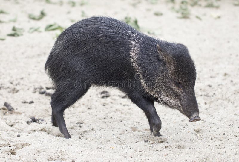 Wild hog stock photo. Image of small, wild, boar, captivity - 21239696