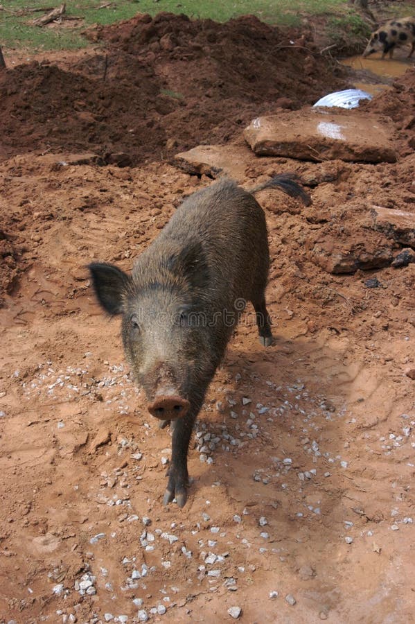 Wild Hog stock image. Image of hair, boar, summer, ecology - 3141673