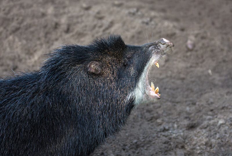 Wild Hog stock photo. Image of outsides, suidae, outdoors - 41451166