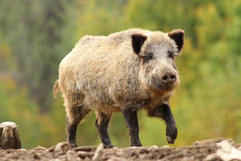 Wild Hog Looking Towards the Camera Stock Image - Image of fear ...