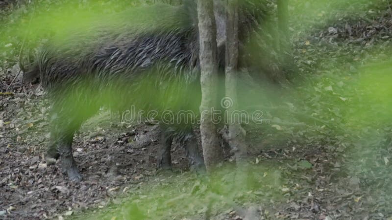Wild Hog Marking Territory in the Forest Stock Footage - Video of ...