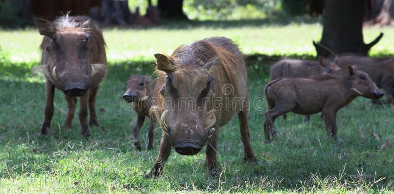 Wild Hogs stock image. Image of grass, leaves, africans - 14013033