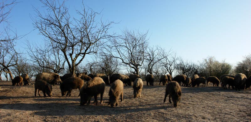 Wild Boar Family stock photo. Image of baby, family, wild - 10820456