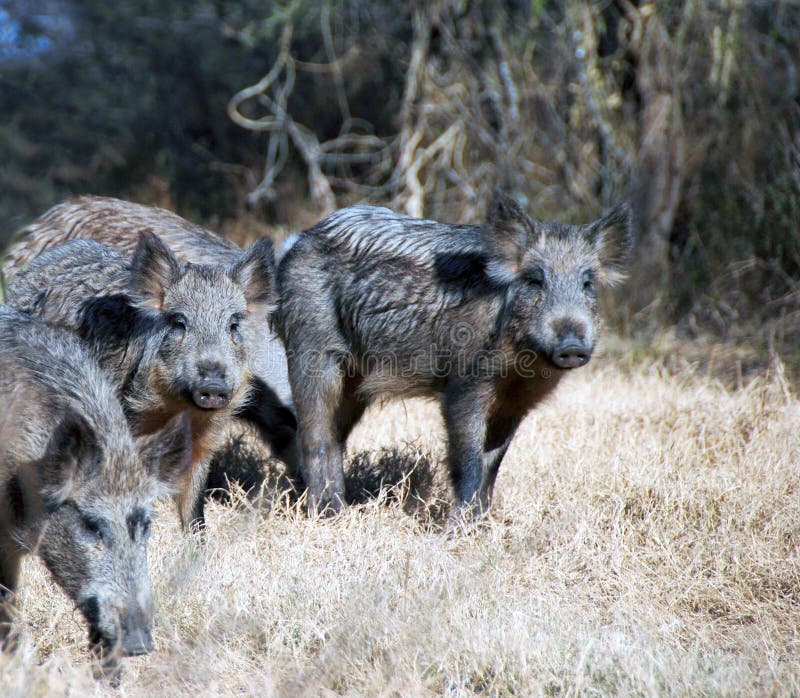 Wild Hogs stock image. Image of nature, razorback, grass - 981917