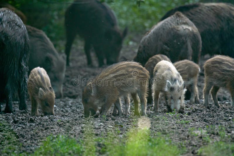Wild hogs in the forest stock image. Image of outdoor - 148335103
