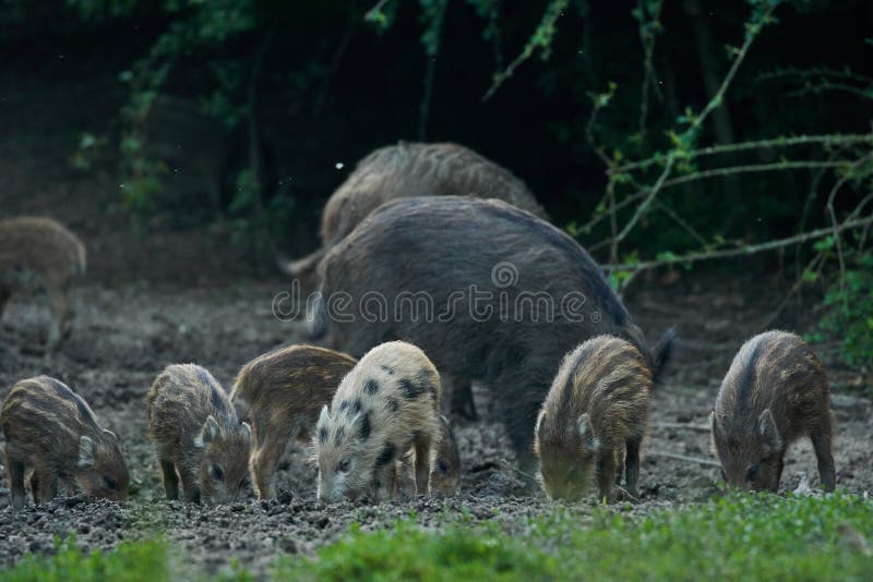 Wild hogs in the forest stock photo. Image of pigs, hoofed - 148335170