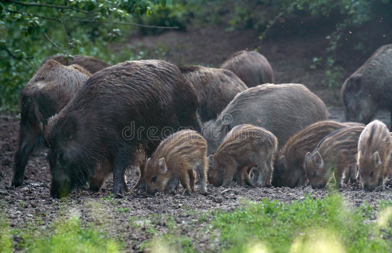 958 Feral Pig Rooting Stock Photos - Free & Royalty-Free Stock Photos ...