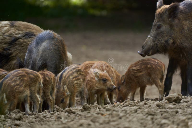 Wild hogs in the forest stock image. Image of generations - 322066119