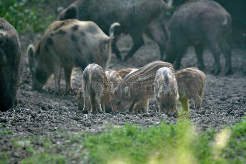 Wild Hogs Rooting in the Forest Stock Image - Image of baby, feral ...