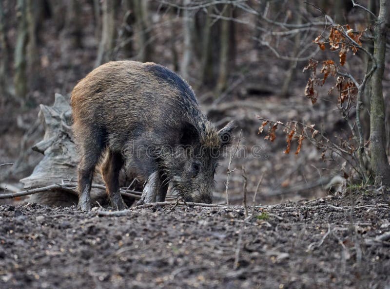 Wild Hogs Rooting in the Mud Stock Photo - Image of animal, outdoor ...
