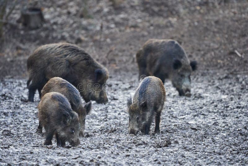 219 Feral Pig Rooting Photos - Free & Royalty-Free Stock Photos from ...