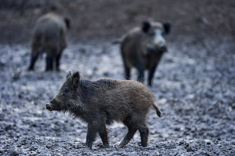 Wild Hogs Rooting in the Mud Stock Image - Image of scrofa, feeding ...