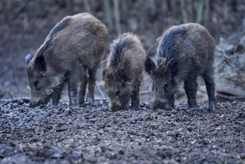 Wild Hogs Rooting in the Mud Stock Photo - Image of damaging, feeding ...