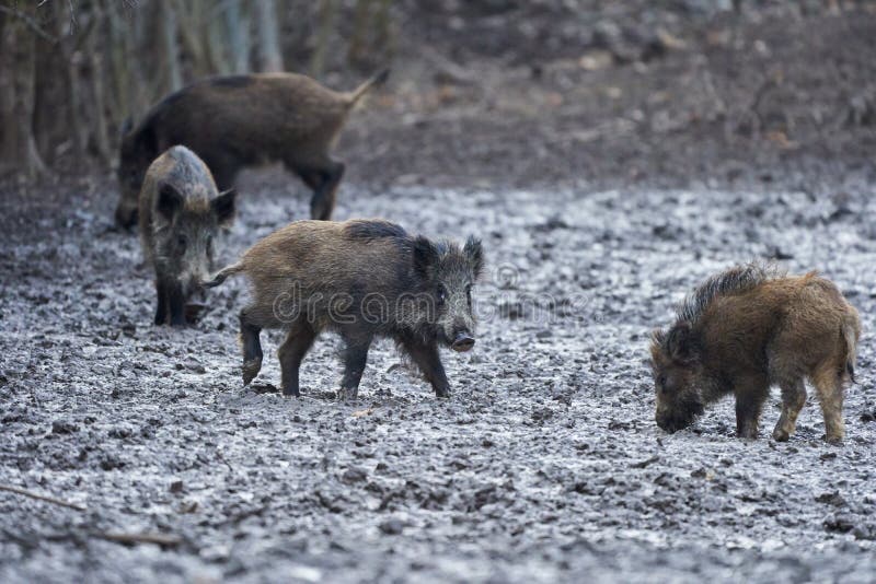 Wild Hogs Rooting in the Mud Stock Photo - Image of adults, digging ...