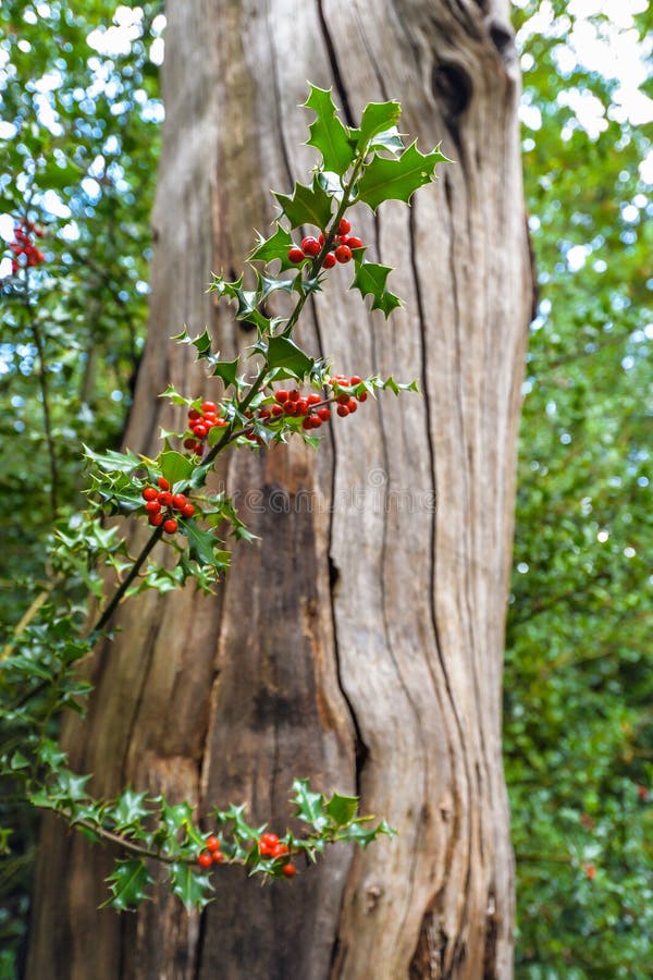 Wild Holly Growing in the Forest Stock Image - Image of decoration ...