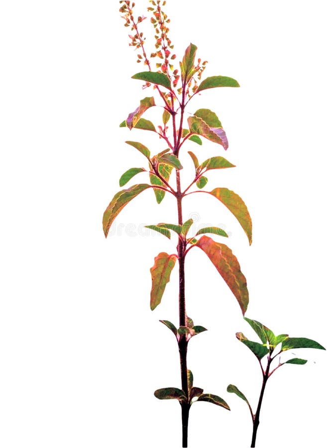 Wild Tulsi or Van Tulsi Flower and Branch Stock Photo - Image of jungle ...