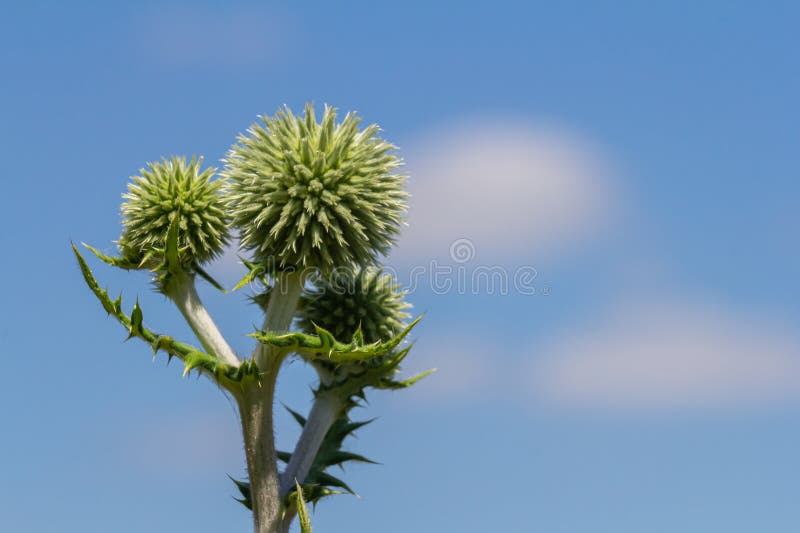 In the Wild, the Honey Plant Echinops Sphaerocephalus Blooms Stock ...
