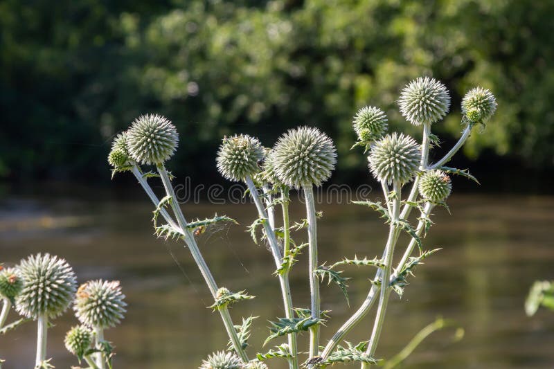 In the Wild, the Honey Plant Echinops Sphaerocephalus Blooms Stock ...