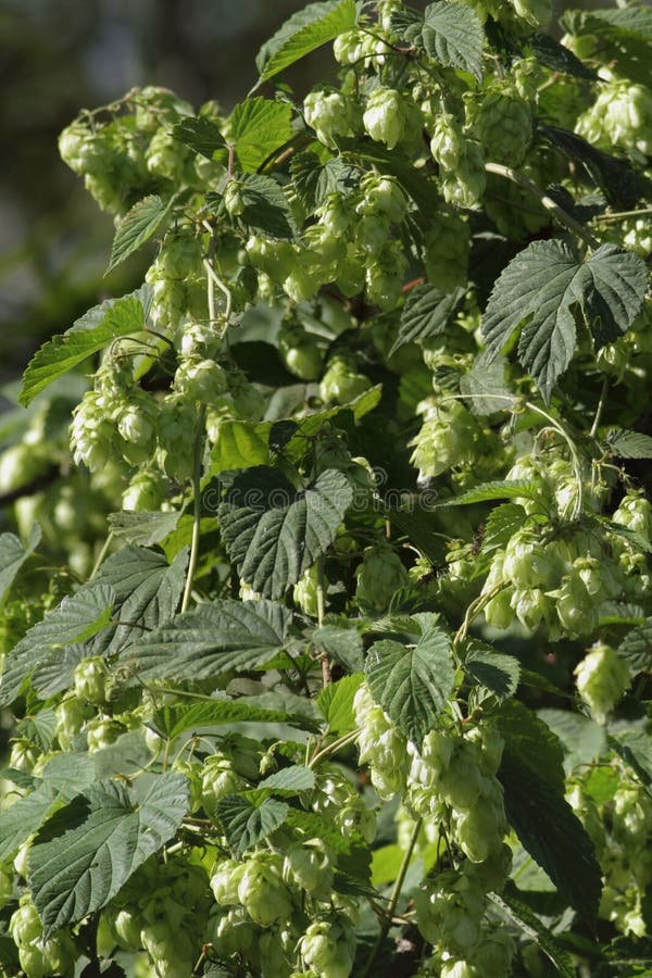 Wild hop stock image. Image of rohstoff, cone, herbal - 26214723
