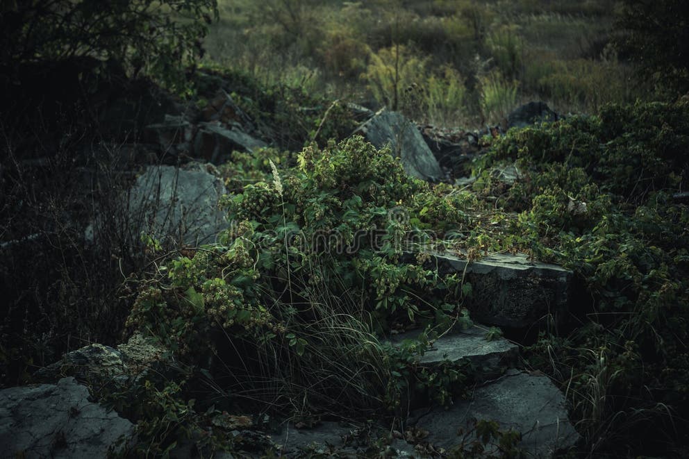 Wild Hop Bush Sprouting among the Stones Stock Photo - Image of ...