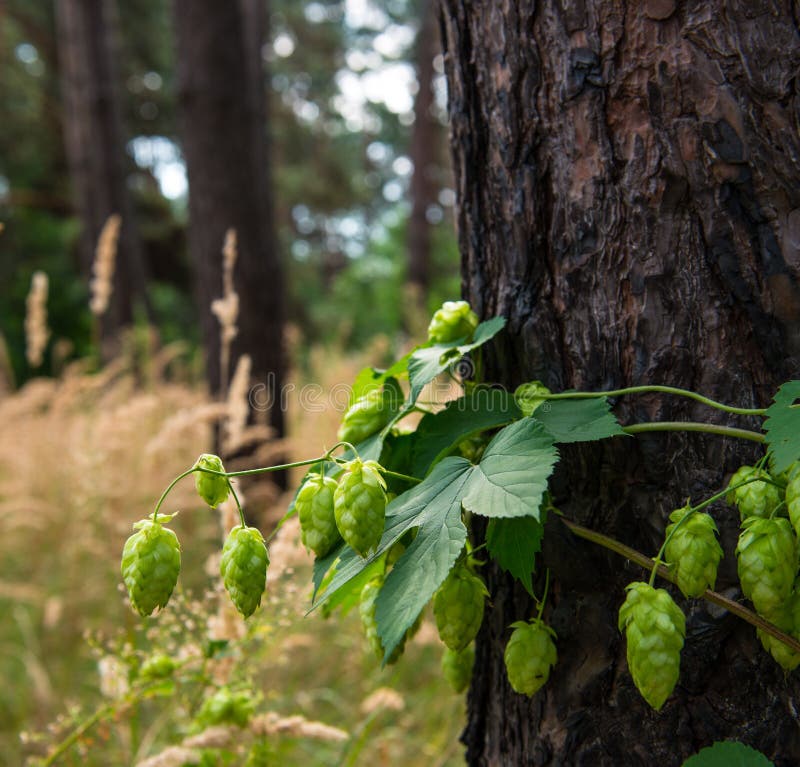 Wild-hop cones stock photo. Image of plant, nature, food - 46966296