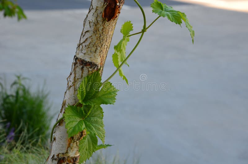 Wild Hops Creep Around a Birch Tree Trunk. it is an Upright Lilac and a ...