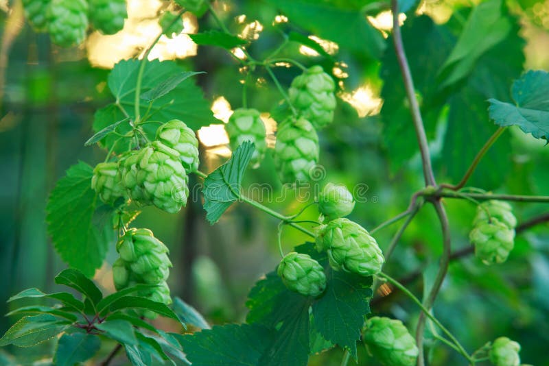 The wild hops stock photo. Image of agriculture, beer - 78279534