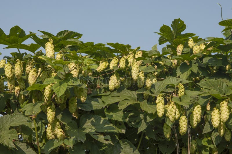 Wild Hops Growing in Summer Stock Photo - Image of grow, farming: 261061650