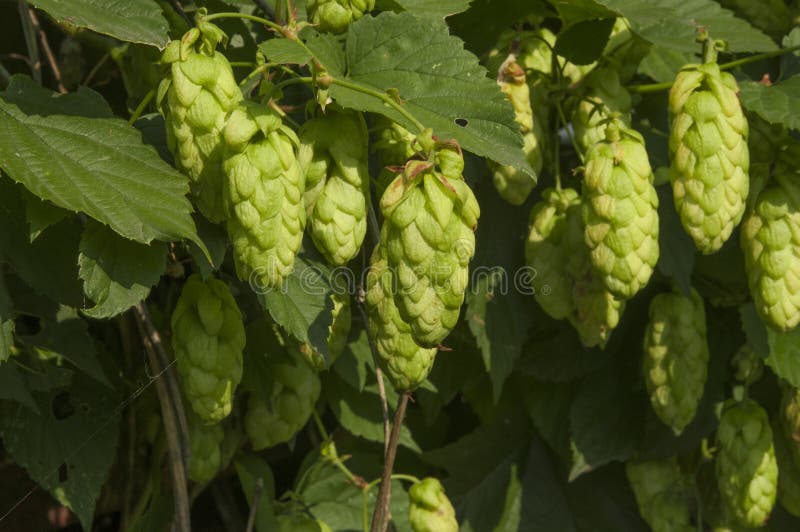 Wild Hops Growing in Summer Stock Image - Image of hopgarden, flare ...