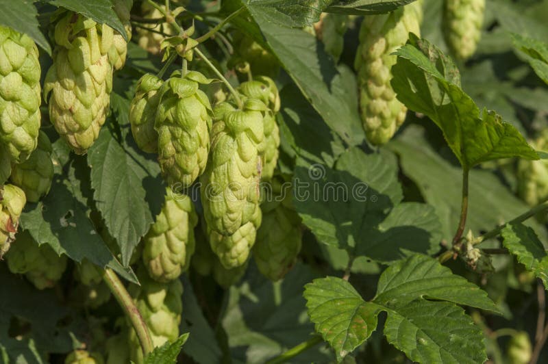 Wild Hops Growing in Summer Stock Photo - Image of farm, farming: 261061788