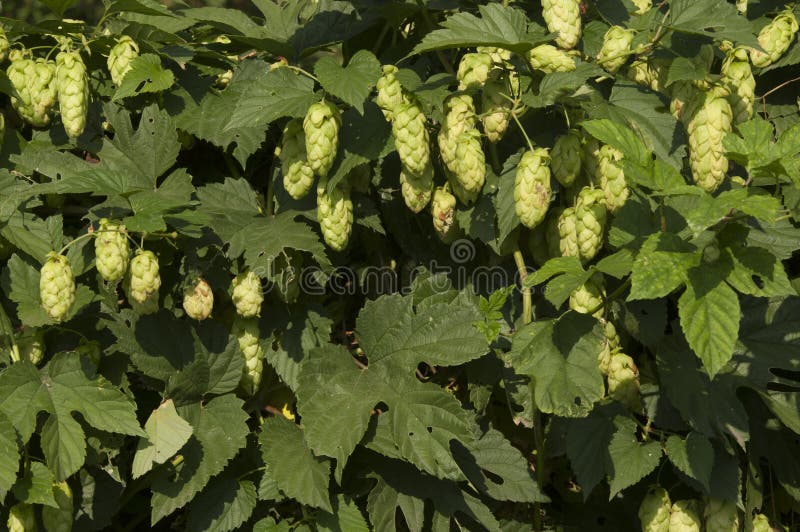 Wild Hops Growing in Summer Stock Photo - Image of farming, hops: 261061798