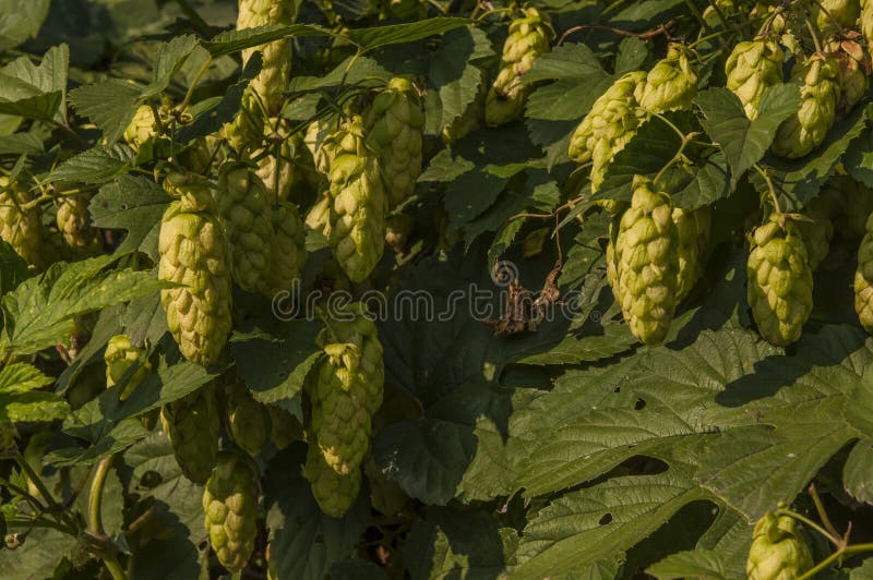 Wild Hops Growing in Summer Stock Photo - Image of bitterness ...