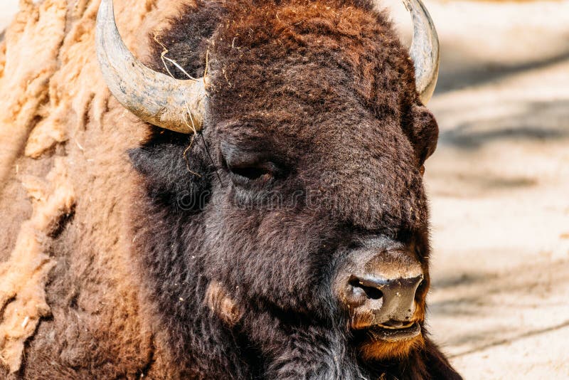 Wild Horned Bull Portrait stock photo. Image of horned - 105691984