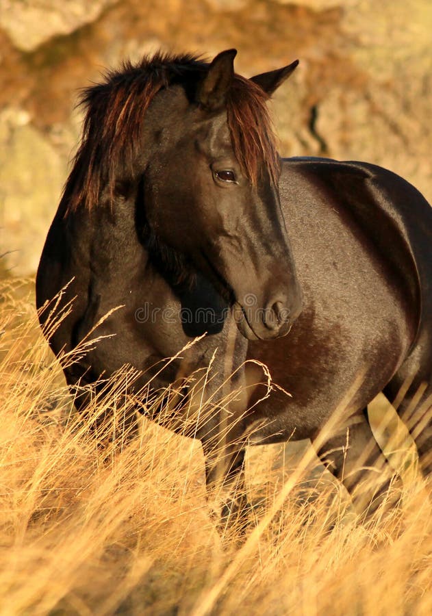 Wild horse stock photo. Image of wildlife, wild, mammal - 21547658