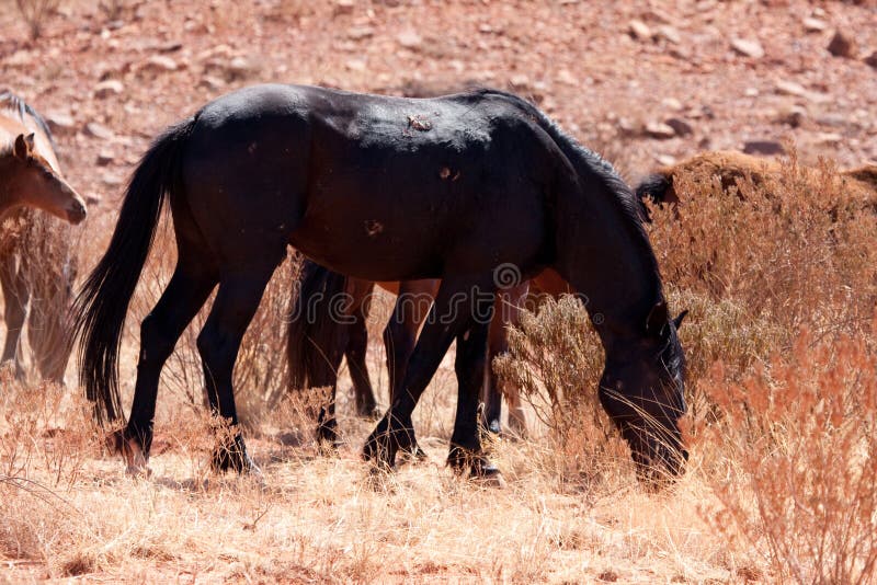 Wild Horse in Australian Outback Stock Photo - Image of horse, south ...