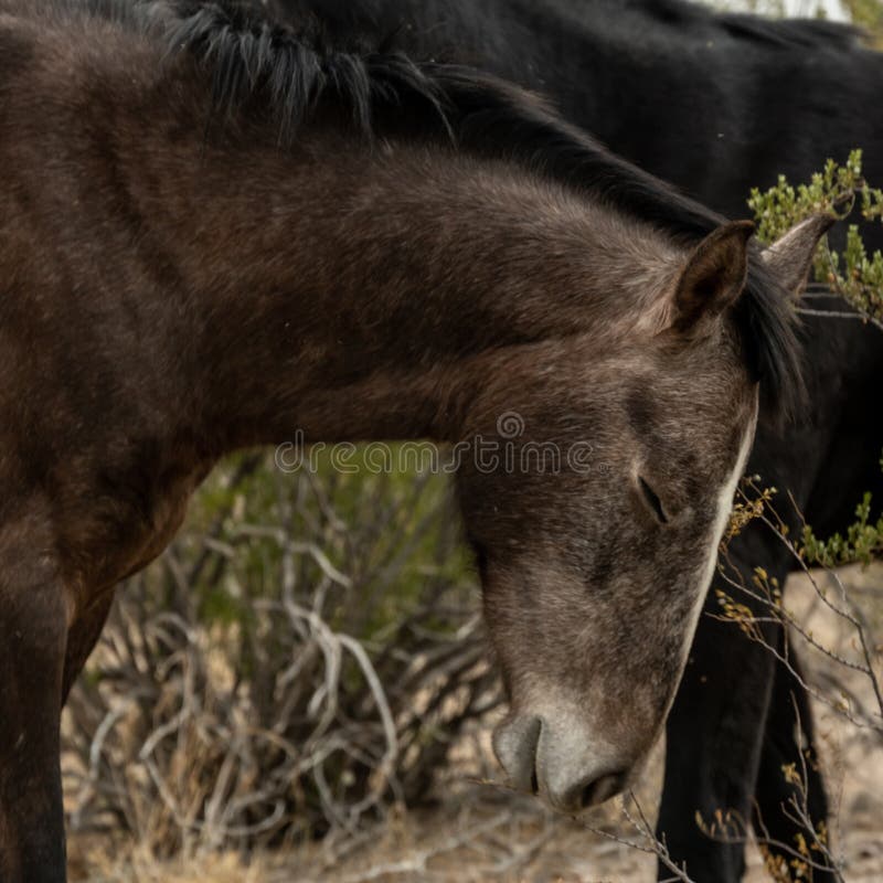 Wild Horse Bows Down and Closes Eye while Grazing Stock Photo - Image ...