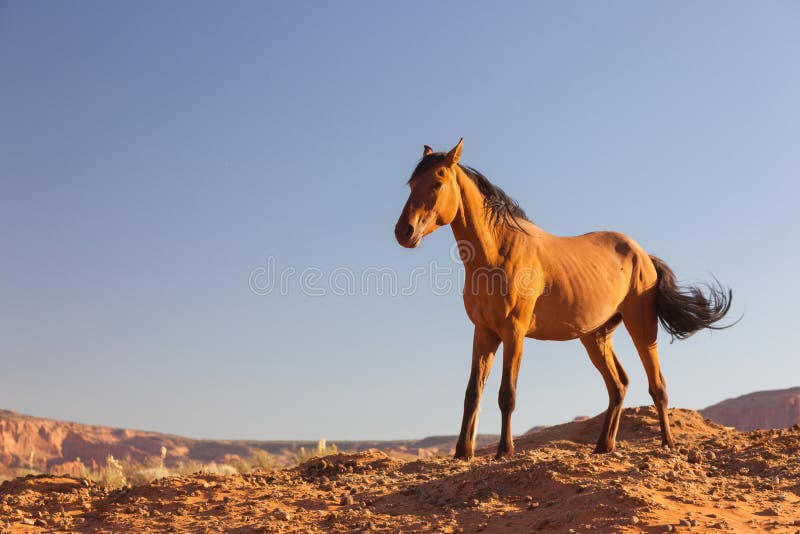 Wild Horse. Bronco. stock image. Image of western, bronco - 26531583
