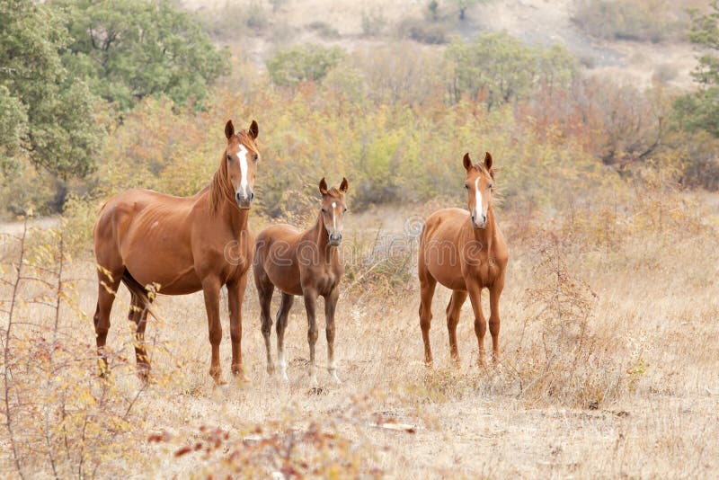Wild horse family stock image. Image of nature, family - 34420855