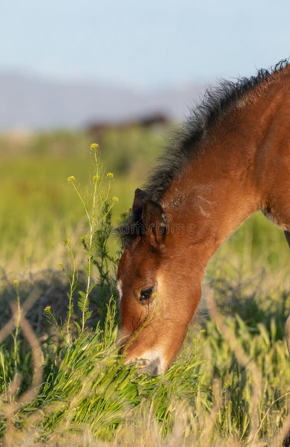 Wild Horse Foal in Spring stock photo. Image of nature - 147996616