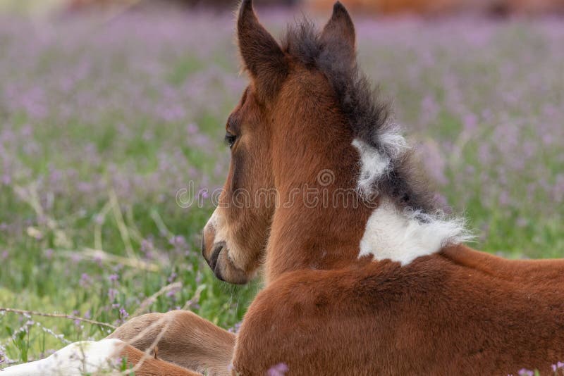 Wild Horse Foal in Spring stock image. Image of wild - 159534827