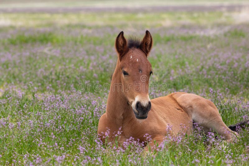 Wild Horse Foal in Spring stock photo. Image of outdoors - 159535582