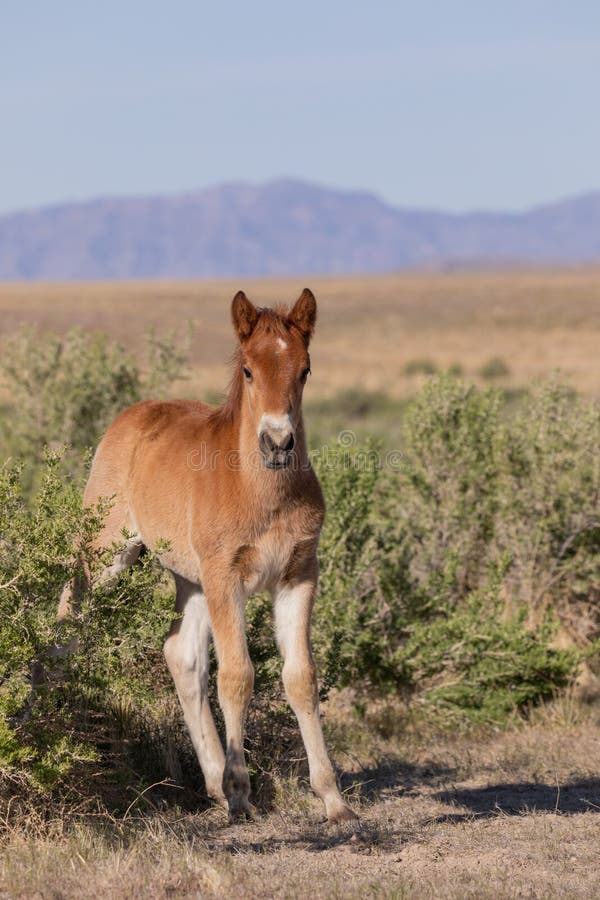 Wild Horse Foal in Spring in Utah Stock Photo - Image of cute, foal ...