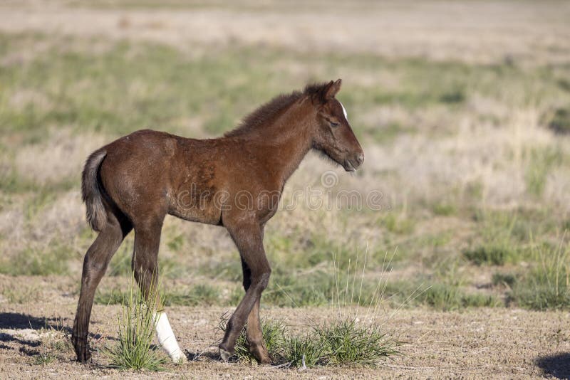 Wild Horse Foal in Spring in the Utah Desert Stock Image - Image of ...
