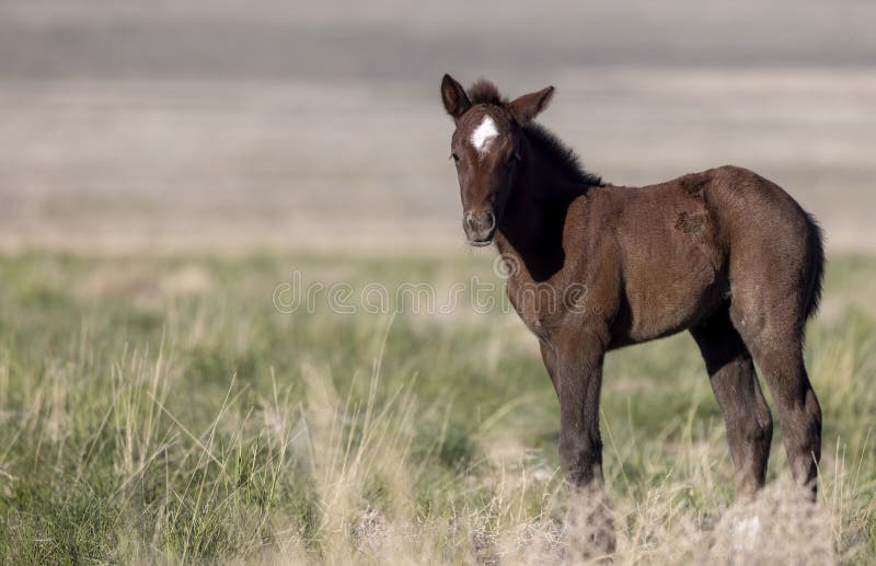 Wild Horse Foal in Spring in the Utah Desert Stock Image - Image of ...