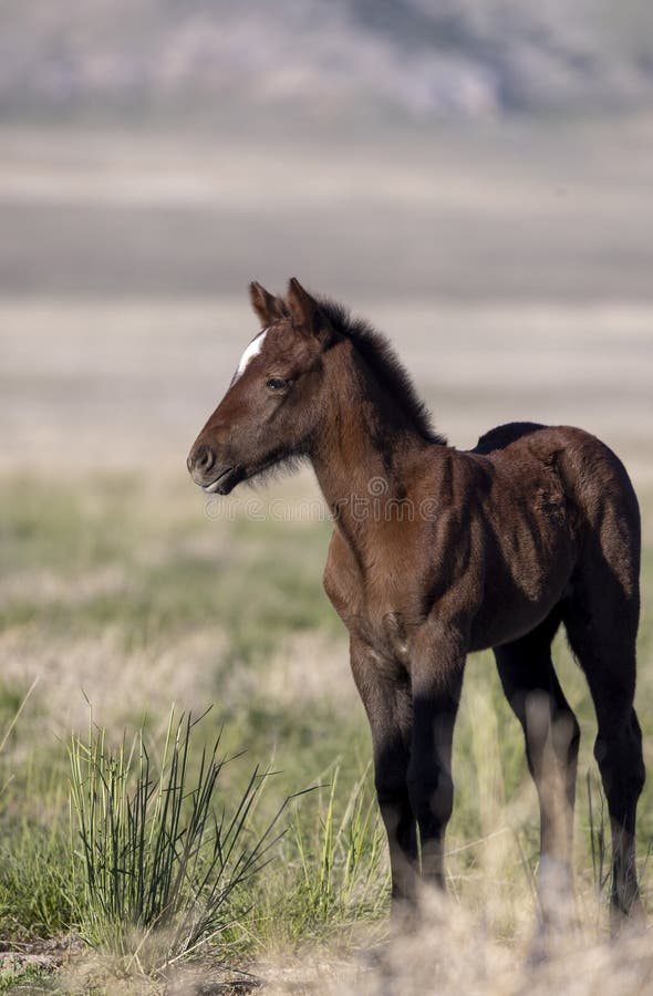 Wild Horse Foal in Spring in the Utah Desert Stock Image - Image of ...