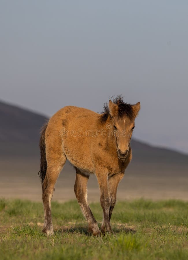 Wild Horse Foal in Spring in the Utah Desert Stock Image - Image of ...