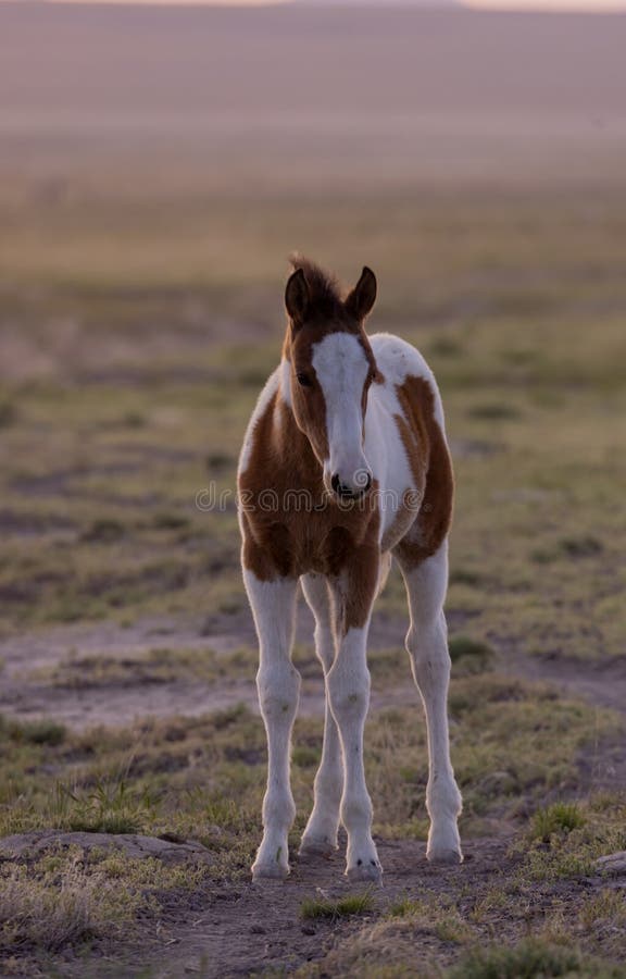 Wild Horse Foal in the Utah Desert in Springtime Stock Photo - Image of ...