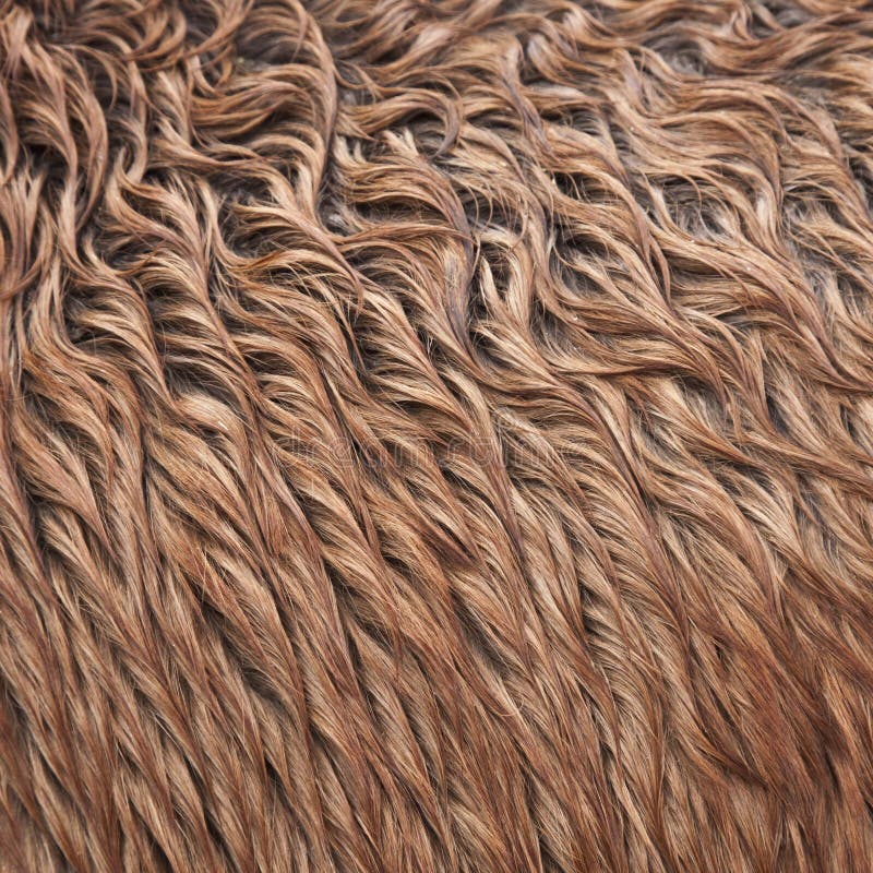 Wild horse fur stock image. Image of hair, brown, equine - 28189641